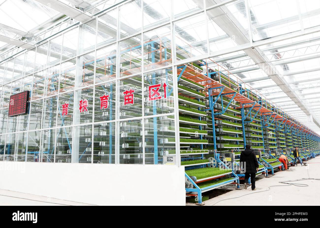 Workers operate the stacks of rice seedlings in a smart greenhouse in ...