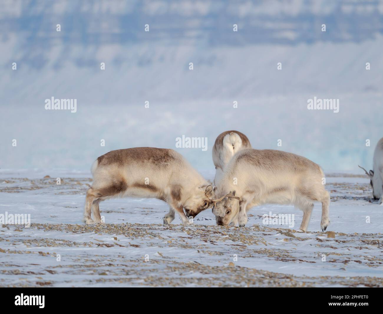 Two cows fighting. Svalbard Reindeer (Rangifer tarandus platyrhynchus ...