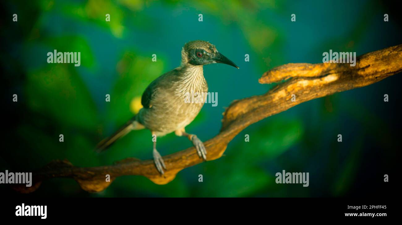 Philemon buceroides sitting on tree branch on green bokeh background ...