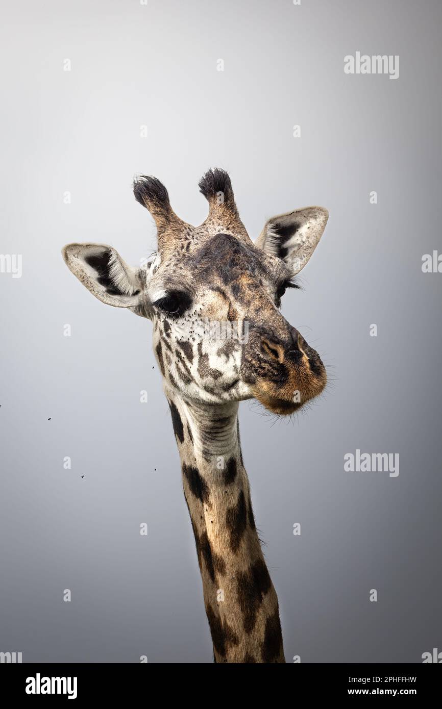 A close-up of a wild Maasai Giraffe in the savannah in the Serengeti ...