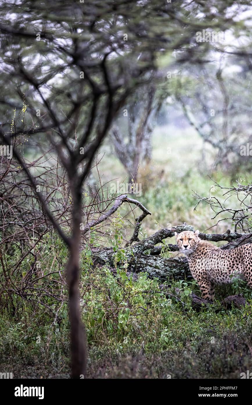 Wild majestic cheetah, a big cat, in the bush in the Serengeti National ...