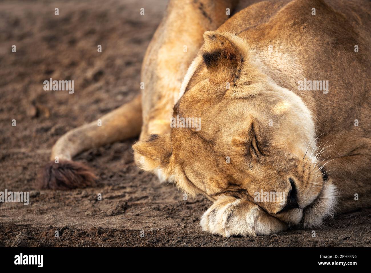 Wild majestic lioness sleeps, simba, in the savannah in the Serengeti ...