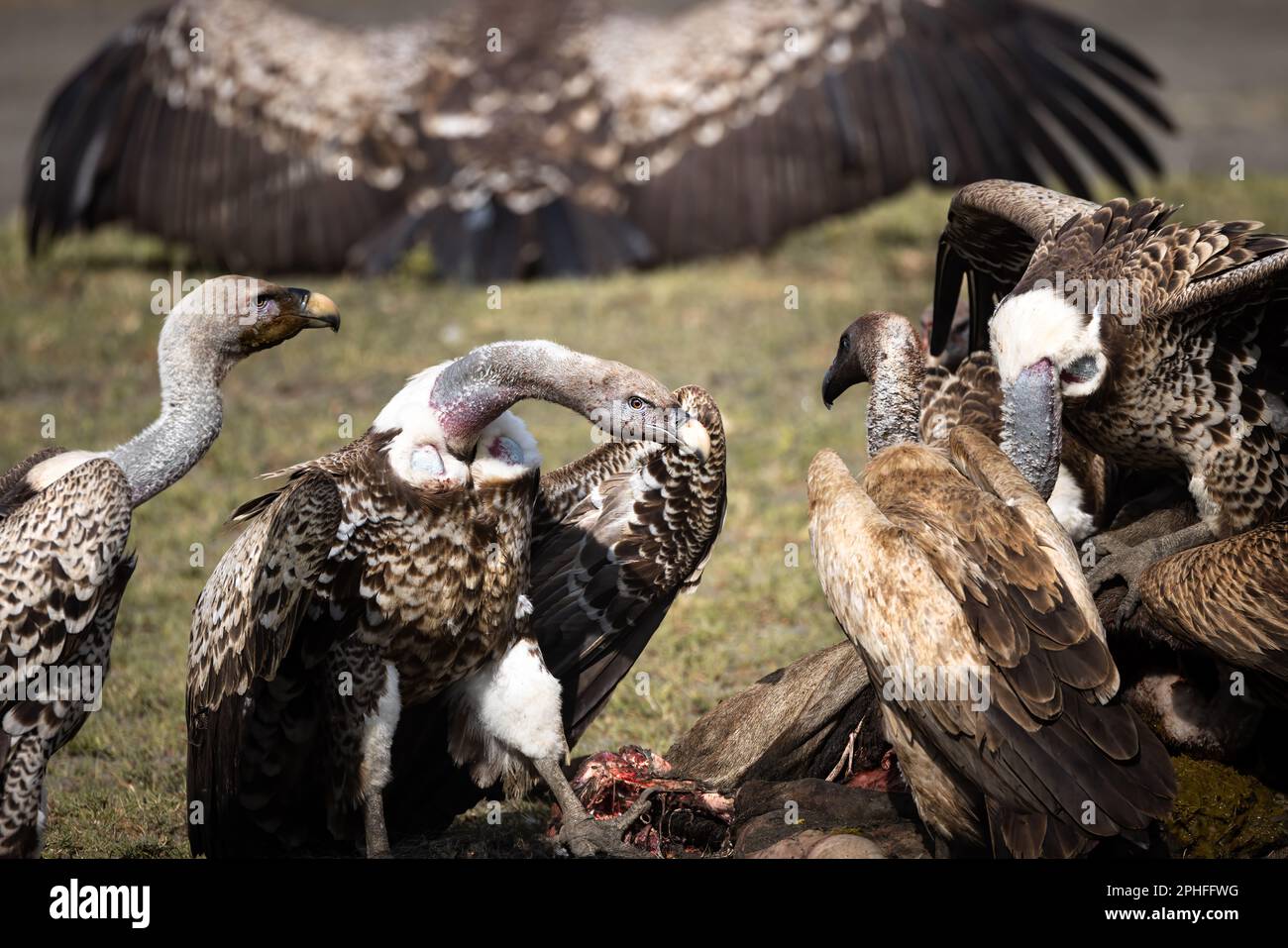 Wild large african vultures fight for a rotten carcass in the savannah ...