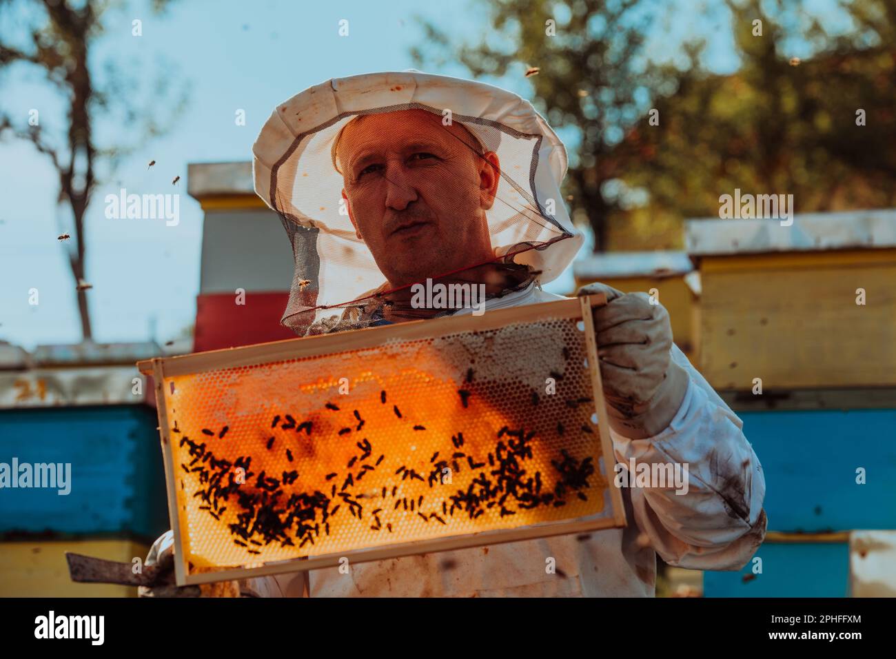 Beekeeper checking honey on the beehive frame in the field. Small ...