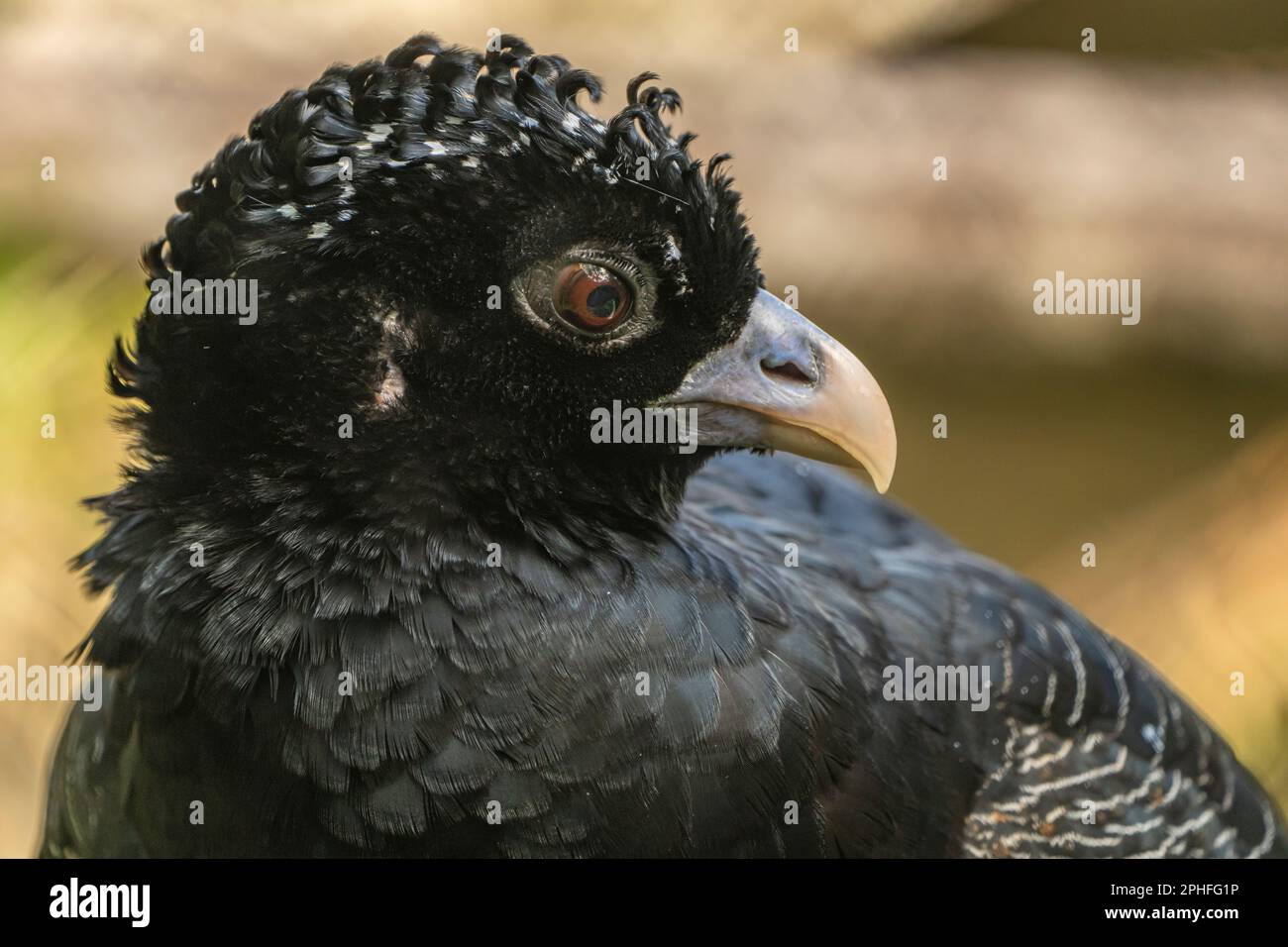 Crax alberti hi-res stock photography and images - Alamy