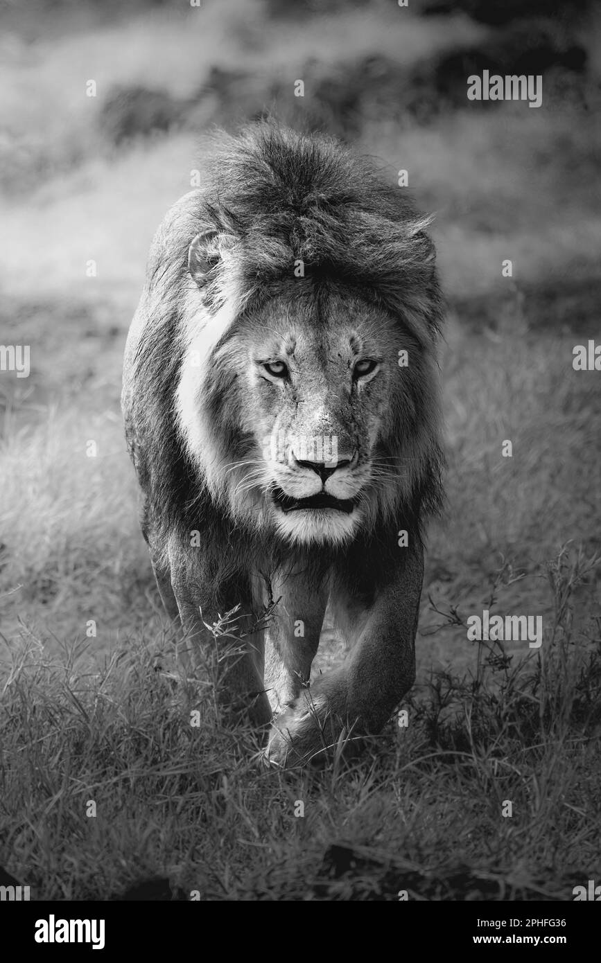 African wildlife Black and White Stock Photos & Images - Alamy