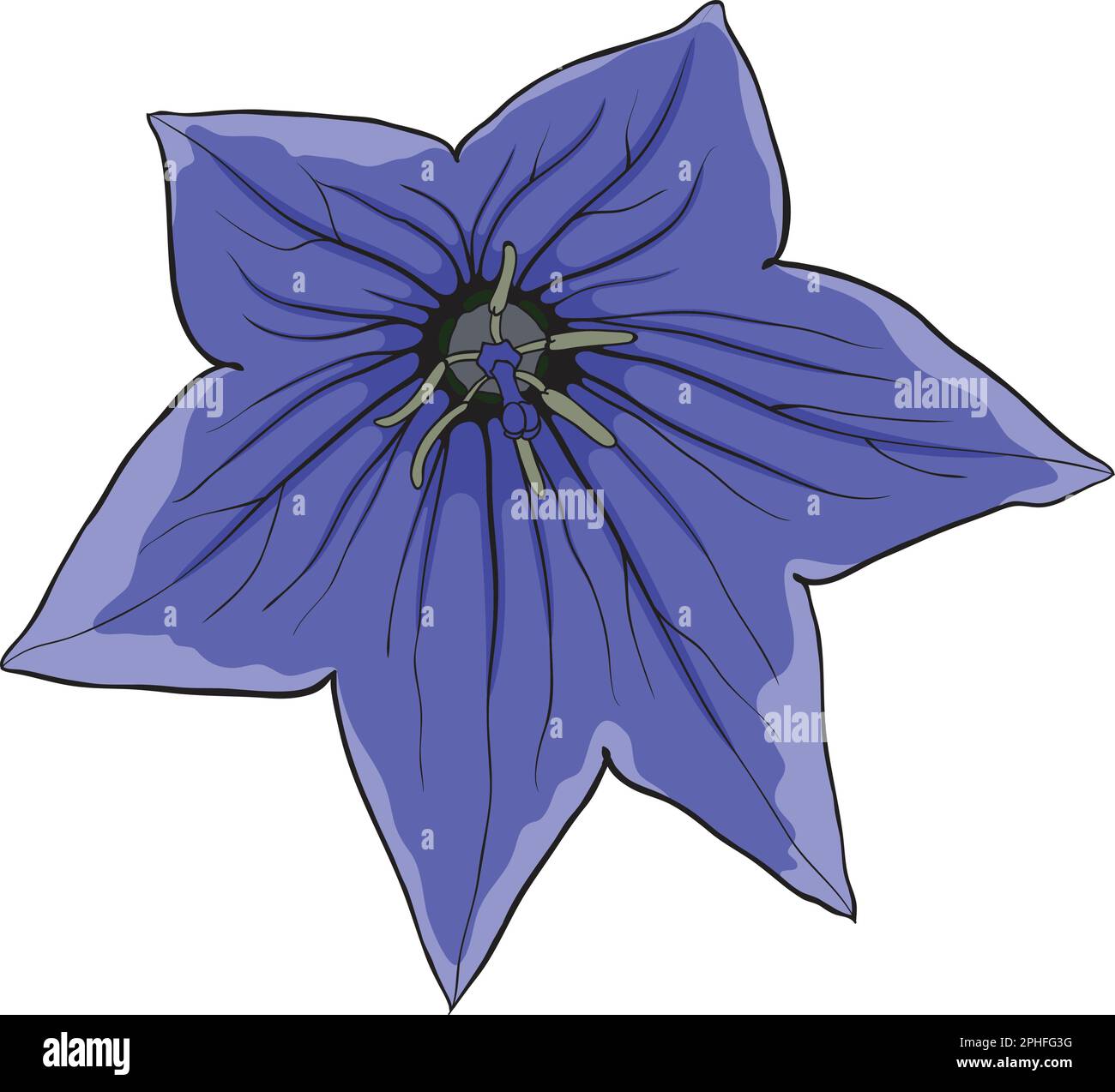 Beautiful mountain flower vector illustration. Hand-drawn gentian ...