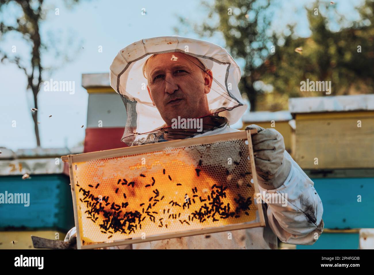 Beekeeper checking honey on the beehive frame in the field. Small ...
