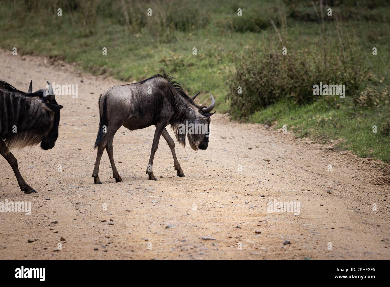 Wild wildebeest, gnus, crossing a road in the savannah in the Serengeti ...