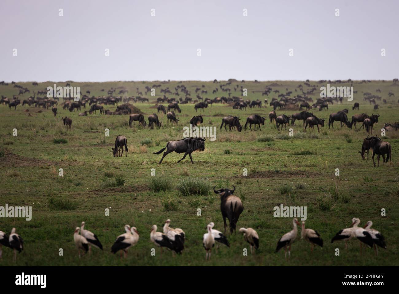 A herd of wild wildebeest, gnus, in the savannah in the Serengeti ...