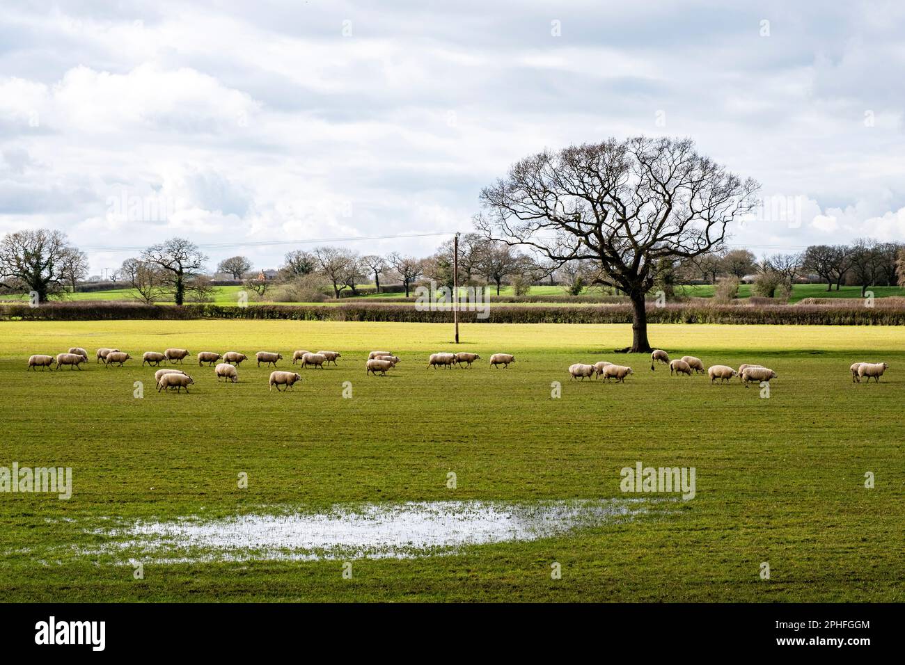 Beautiful sheep farm hi-res stock photography and images - Alamy