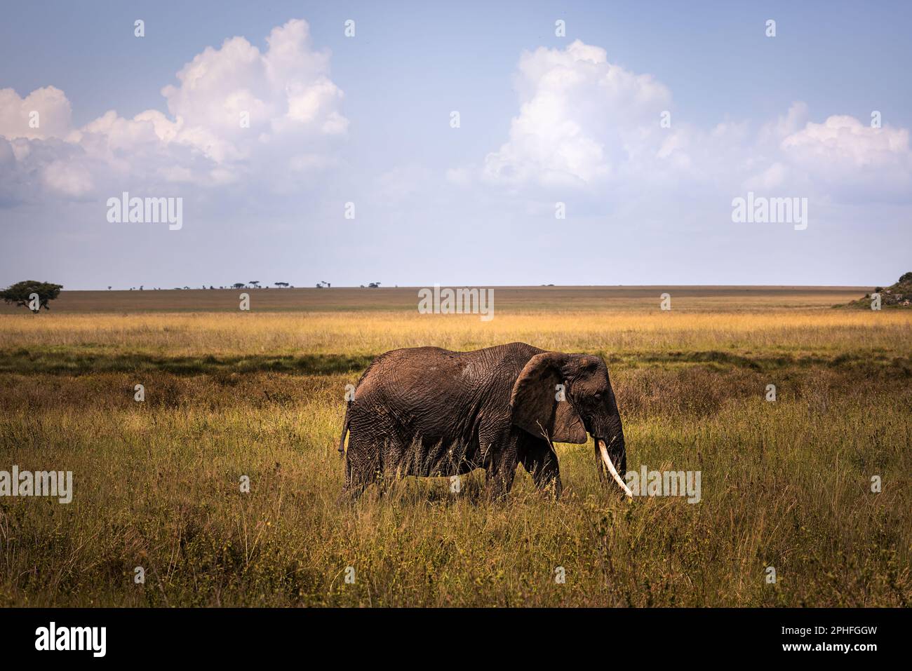 Wild big grey african elephant in the savannah in the Serengeti ...