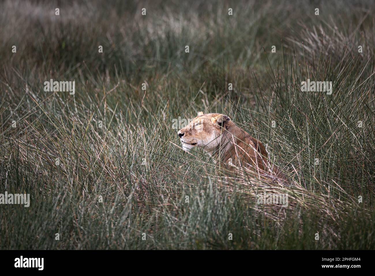 Wild majestic lioness on the hunt, simba, in the savannah in the ...