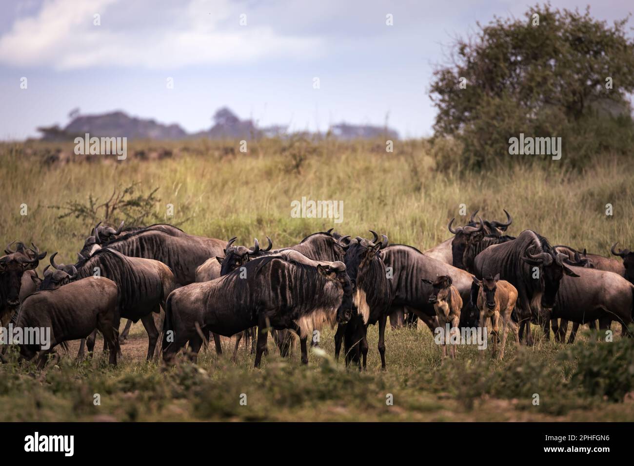 A herd of wild wildebeest, gnus, in the savannah in the Serengeti ...
