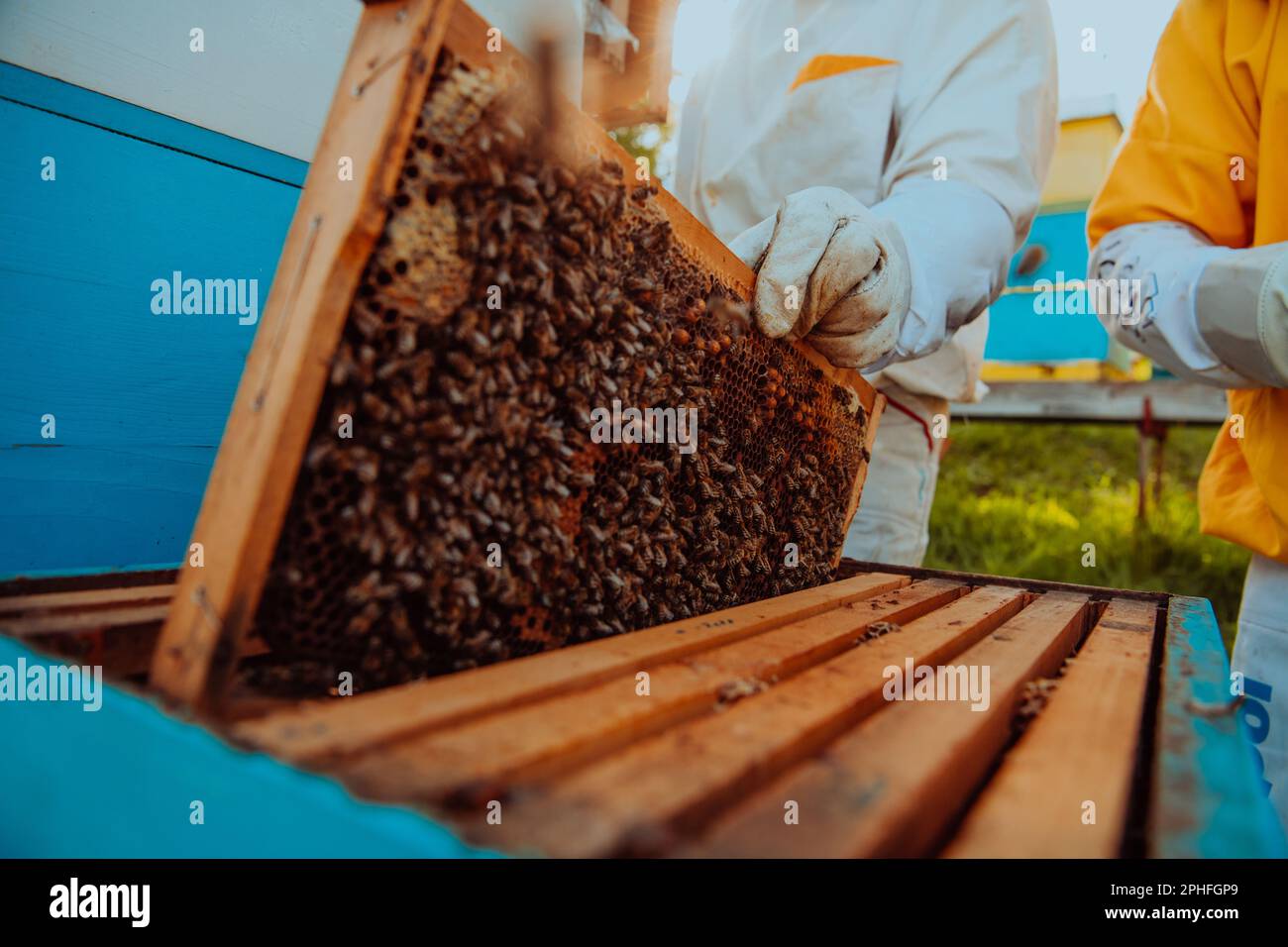Beekeepers checking honey on the beehive frame in the field. Small ...