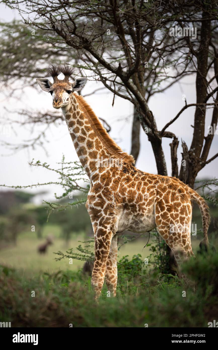 A close-up of a wild baby Maasai Giraffe with umbilical cord in the ...