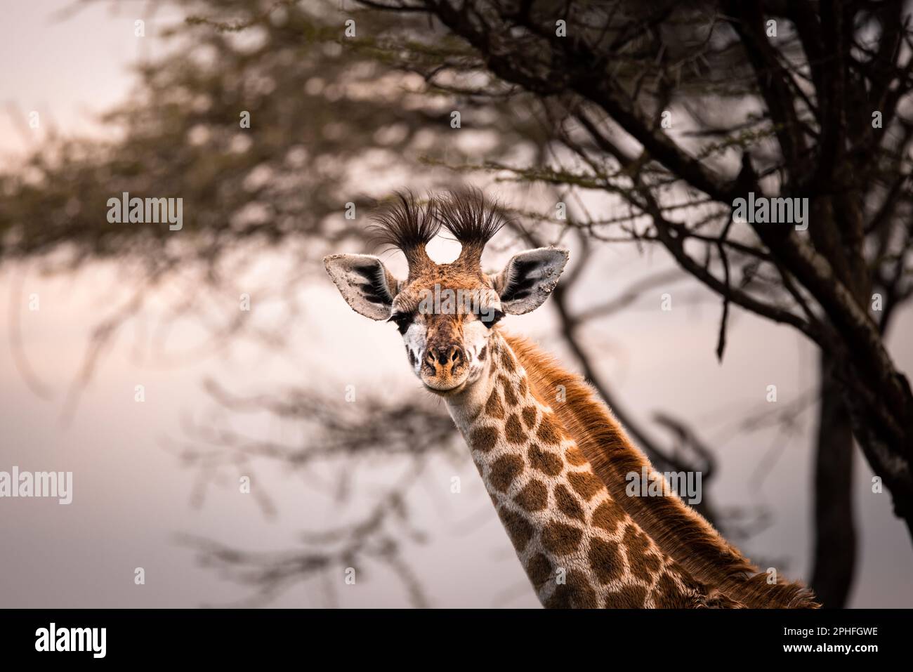 A close-up of a wild baby Maasai Giraffe with umbilical cord in the ...