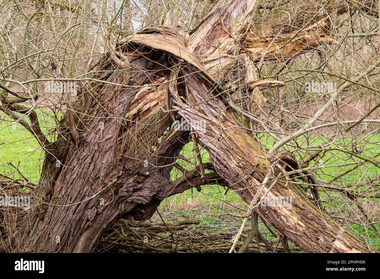 Storm damaged tree UK Stock Photo - Alamy