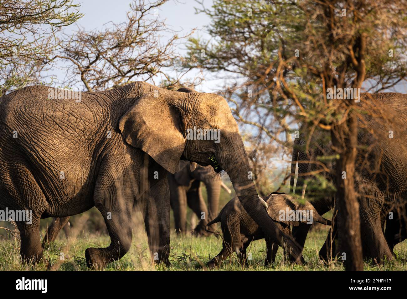 Herd of wild big grey african elephant with a baby in the savannah in ...
