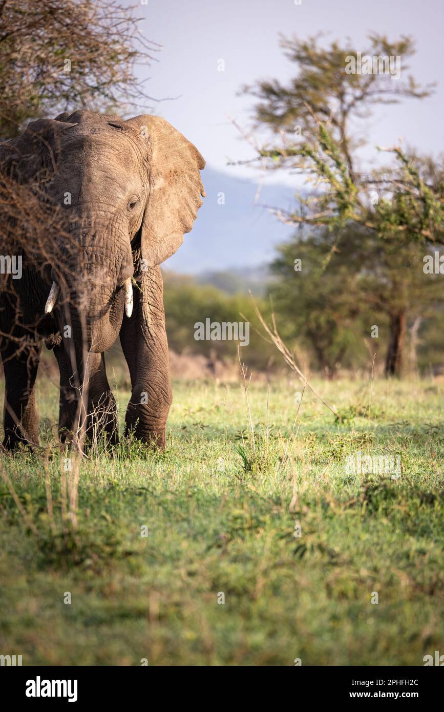Wild big grey african elephant bull in the savannah in the Serengeti ...