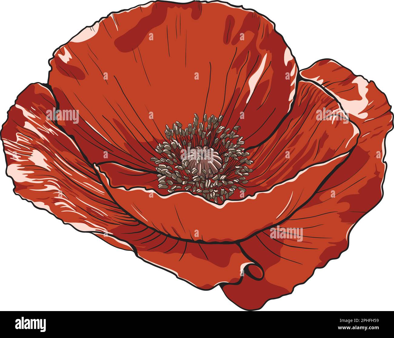 Beautiful poppy flower with seeds. Hand-drawn vector illustration Stock ...