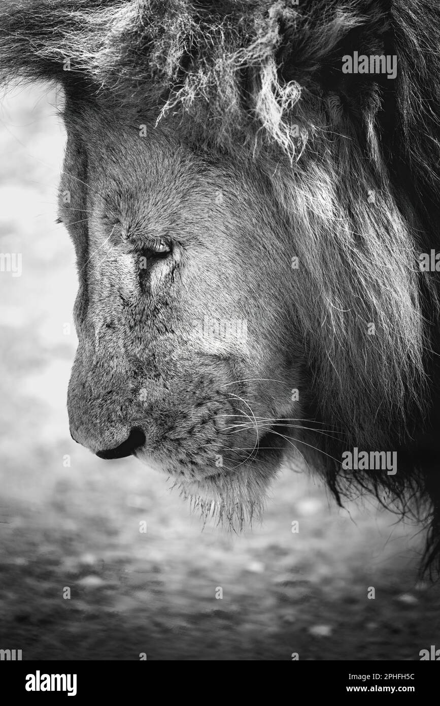 Close up of a wild majestic male lion with big mane, simba, in the ...