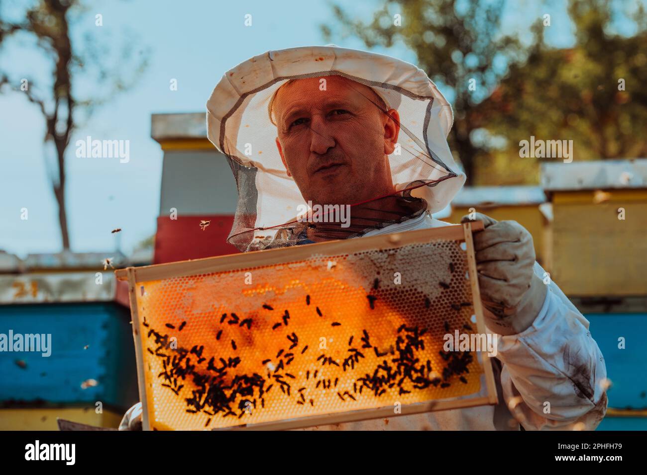 Beekeeper checking honey on the beehive frame in the field. Small ...