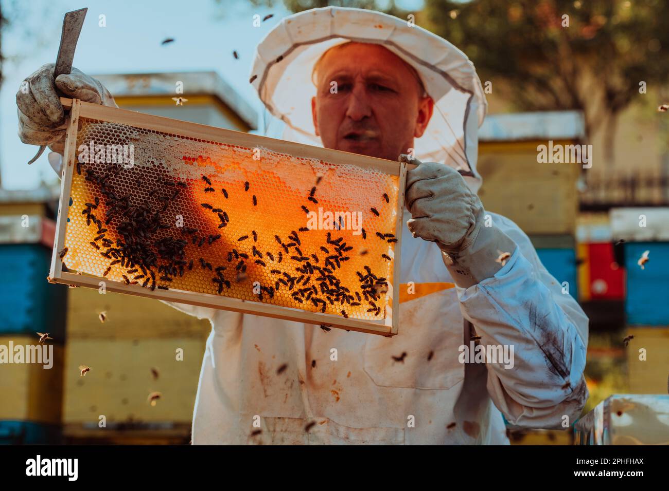 Beekeeper checking honey on the beehive frame in the field. Small ...