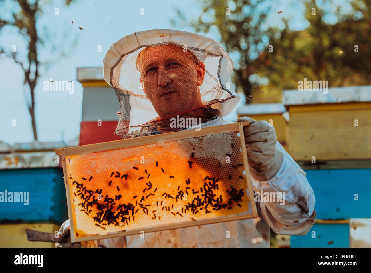 Beekeeper checking honey on the beehive frame in the field. Small ...