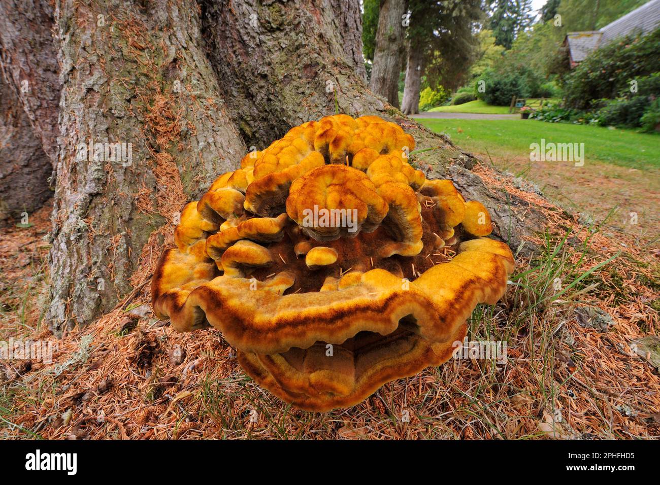 Phaeolus schweinitzii hi-res stock photography and images - Alamy