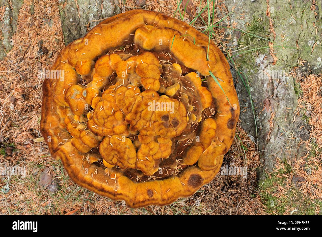 Phaeolus schweinitzii hi-res stock photography and images - Alamy