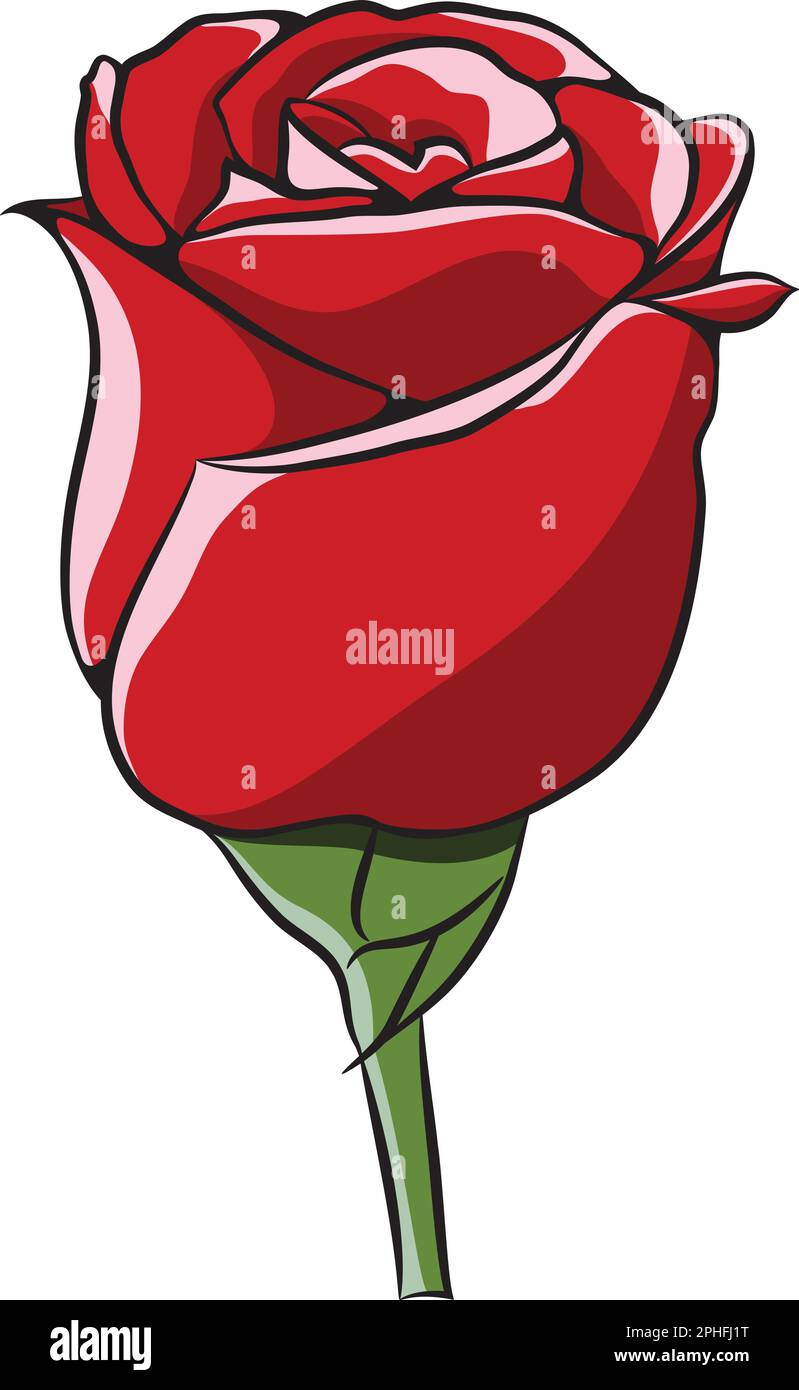 Closed flower of Imperial Rose vector illustration. Elegant red rose ...