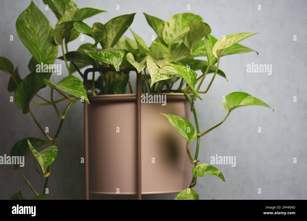 Epipremnum golden, Epipremnum aureum is a deciduous climbing plant of ...