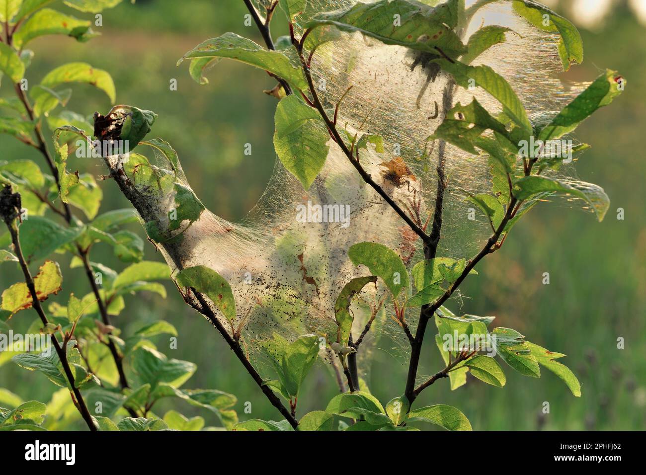 Ermine Moth (Yponomeuta spp) sheets of webbing made by larva ...