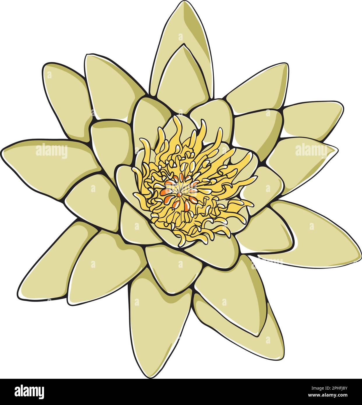Elegant water lily vector flower. Hand-drawn outline Stock Vector Image ...