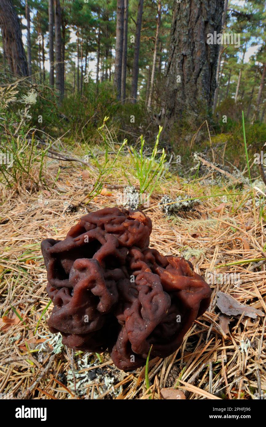 False Morel Fungi (Gyromitra esculenta) specimen on the floor of a ...