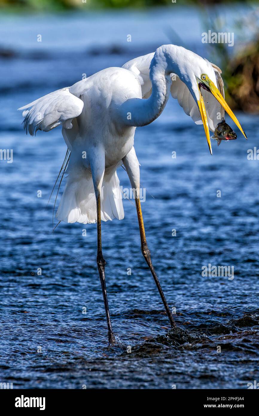 An egret is pictured standing near a body of water holding a recently ...