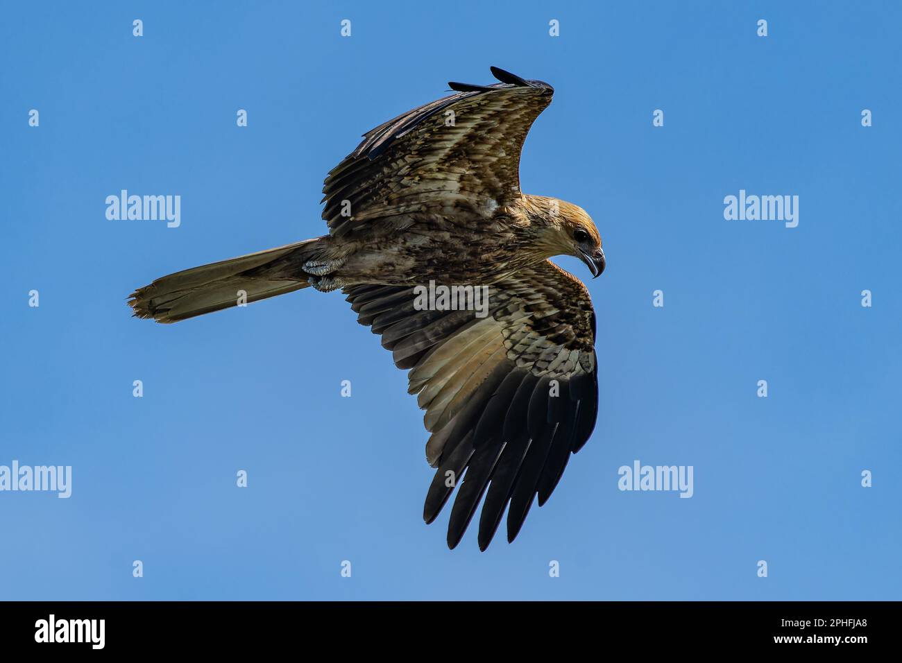 An aerial shot of a whistling kite soaring majestically in the sky ...