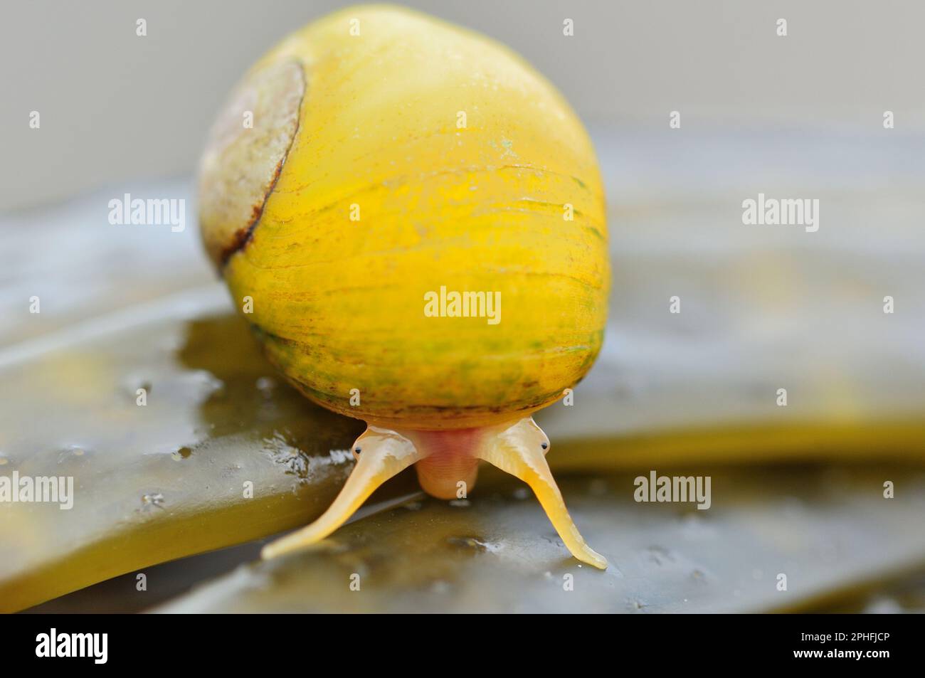 Flat Periwinkle (Littorina obtusata) on oarweed / kelp frond (Laminaria ...