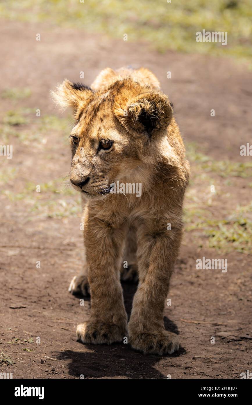 Wild cute lion cub, simba, walking in the savanna on a game drive in ...