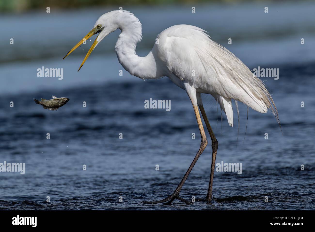 A white egret is in the midst of an aerial maneuver, preparing to catch ...