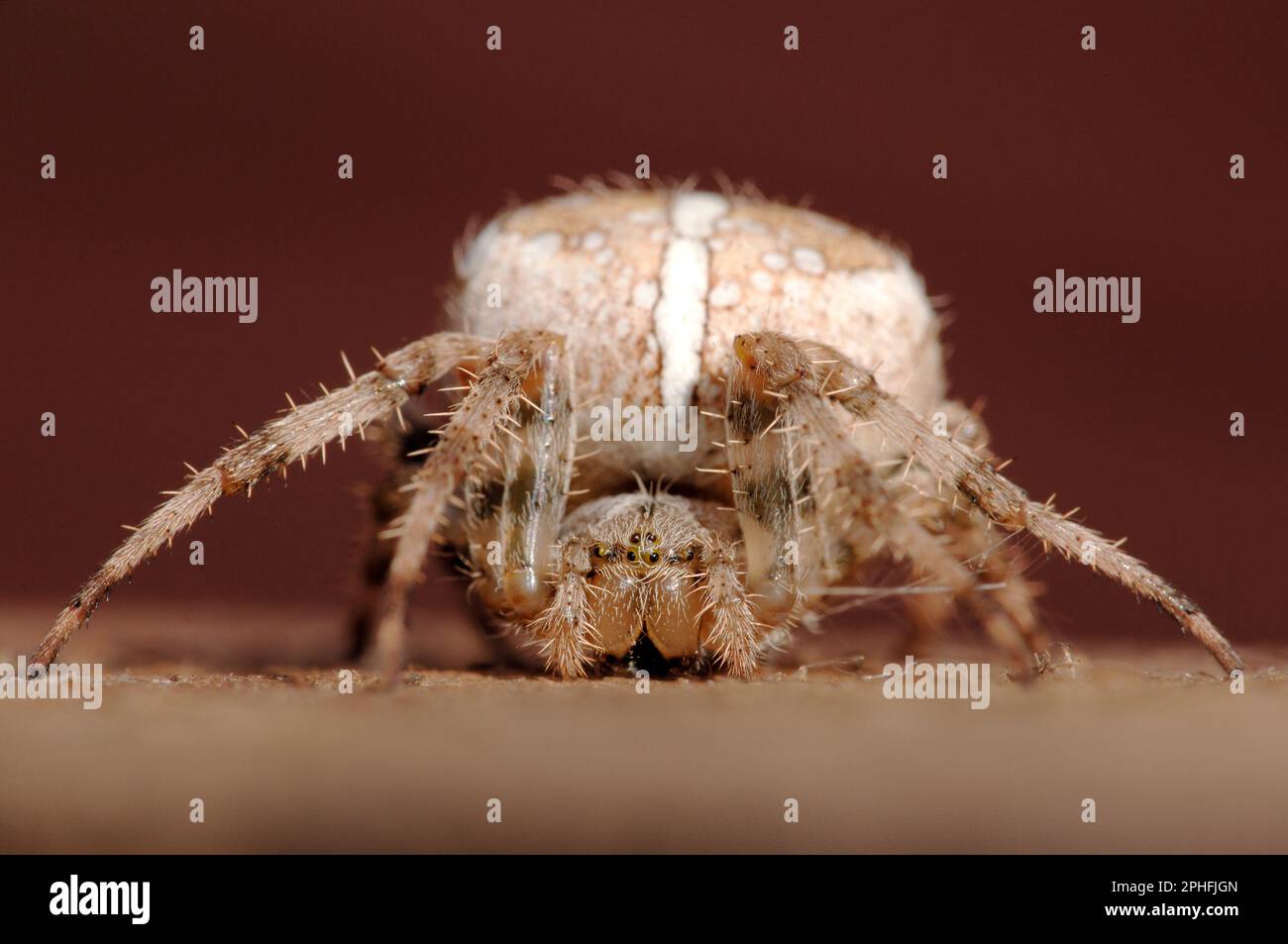Garden Cross Spider (Araneus diadematus), Berwickshire, Scotland ...