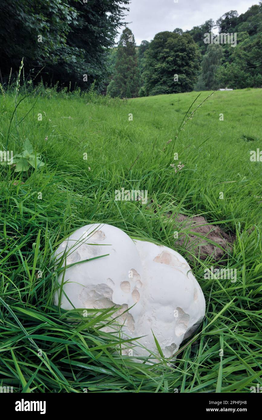 Giant Puffball fungi (Calvatia gigantea) large specimen growing on old ...
