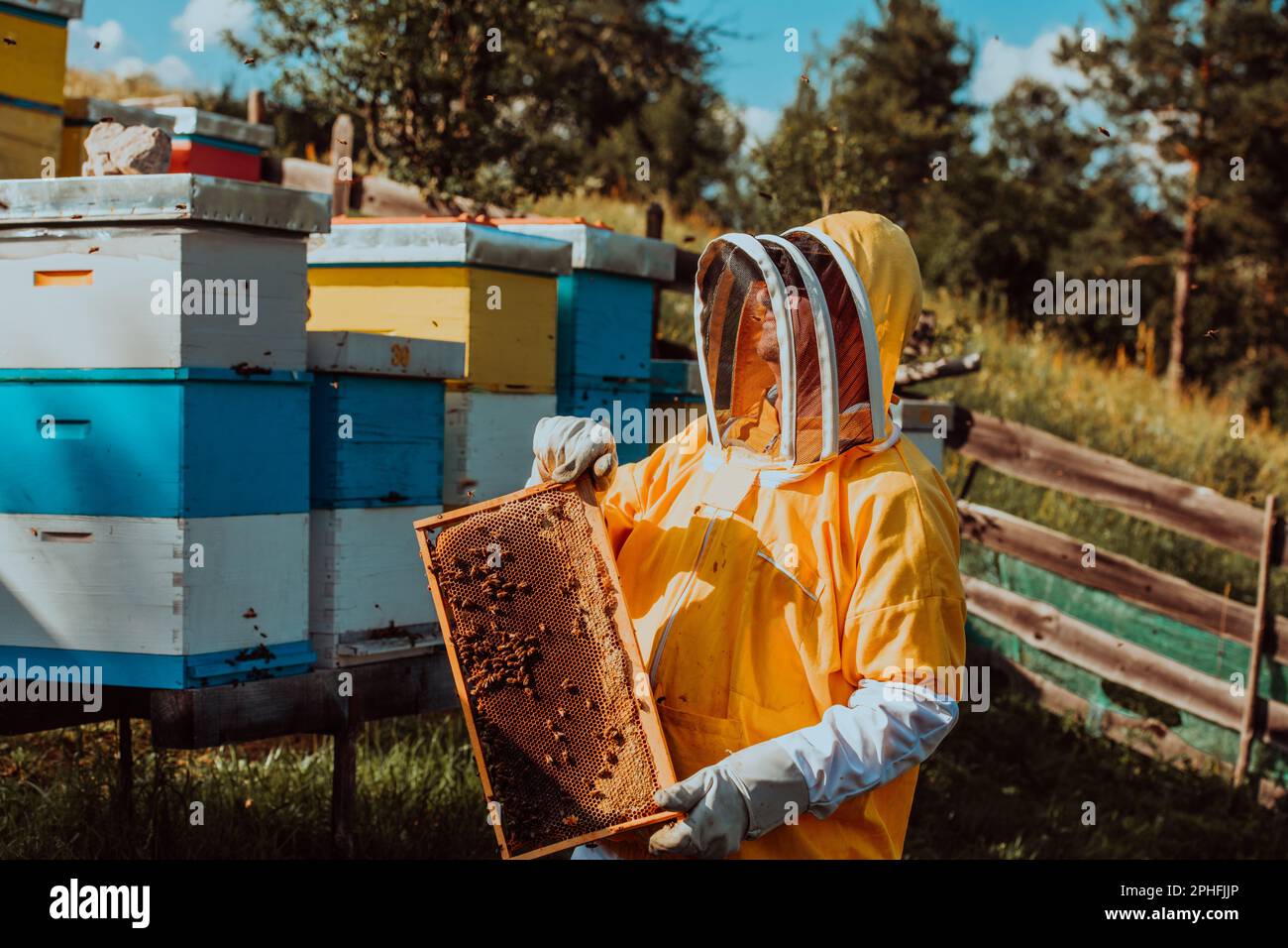 Beekeeper checking honey on the beehive frame in the field. Small ...
