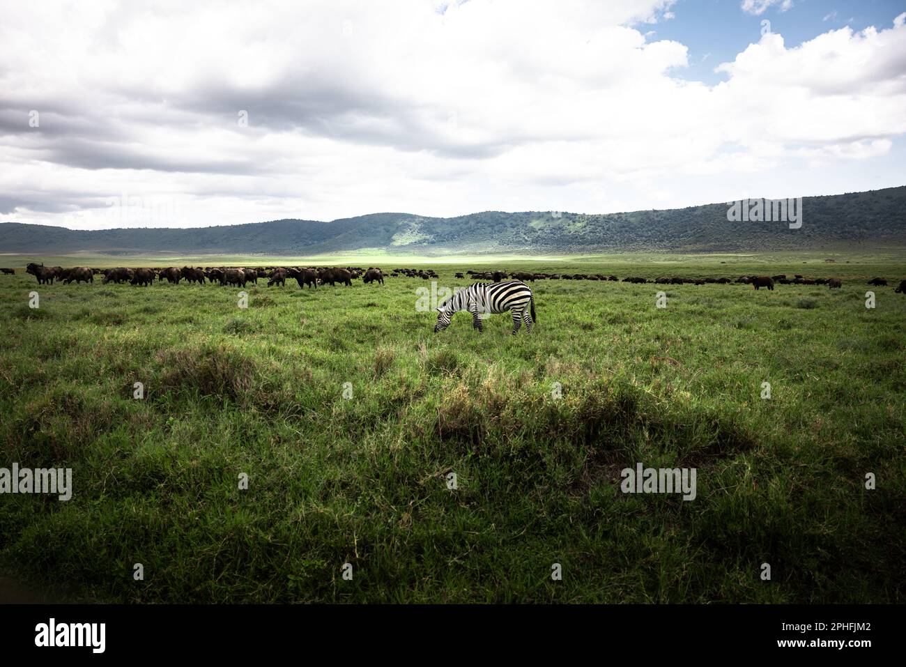 Lonely zebra graze in front of a herd of wild wildebeest, gnus, in the ...