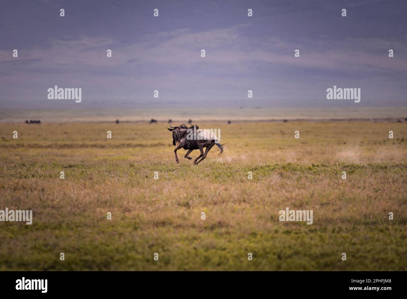 Wild wildebeest, gnu, runs in the savannah in the Serengeti National ...