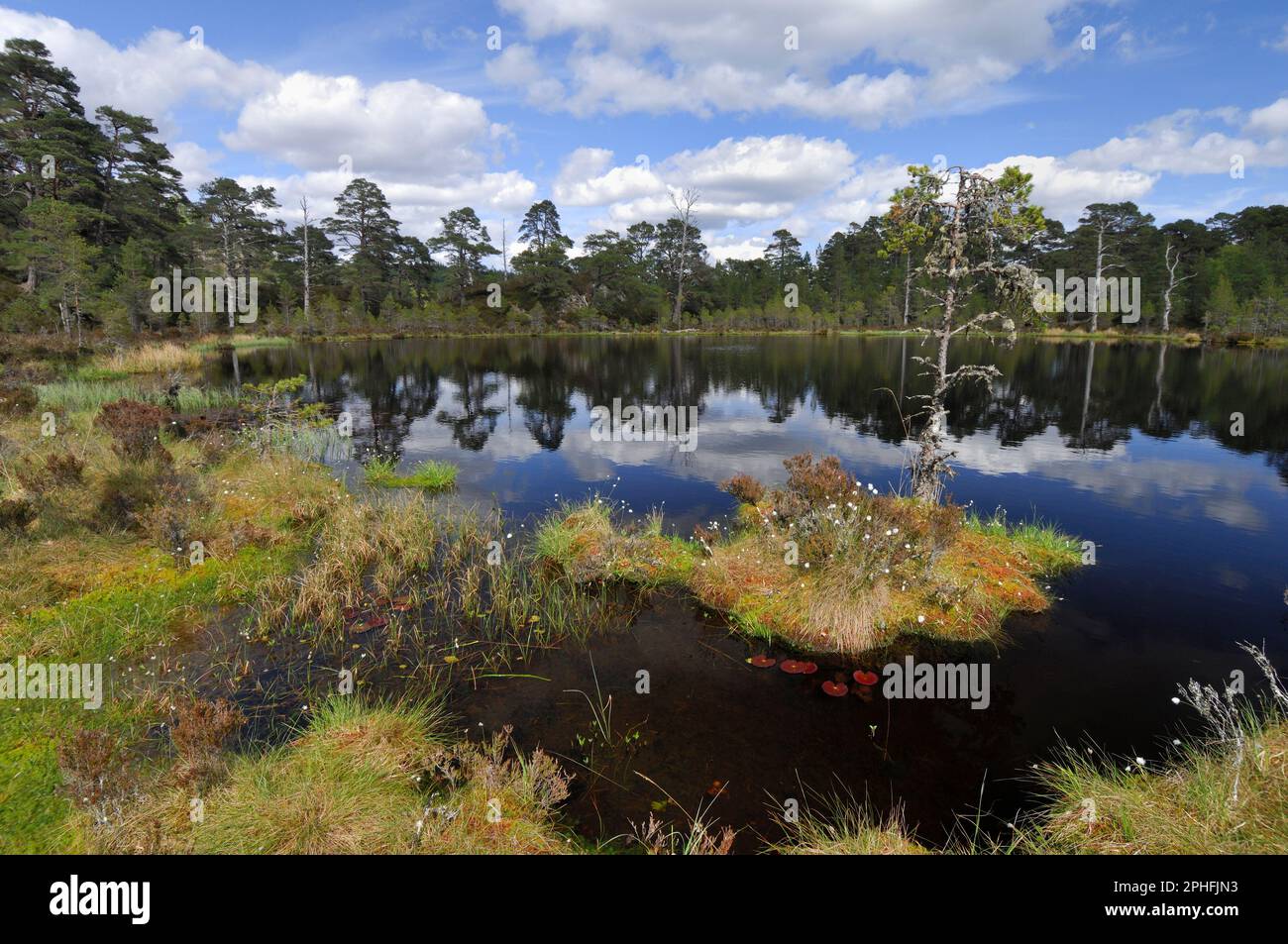 Glen Affric, Coire Loch, peatbog lochan, prime dragonfly habitat in ...