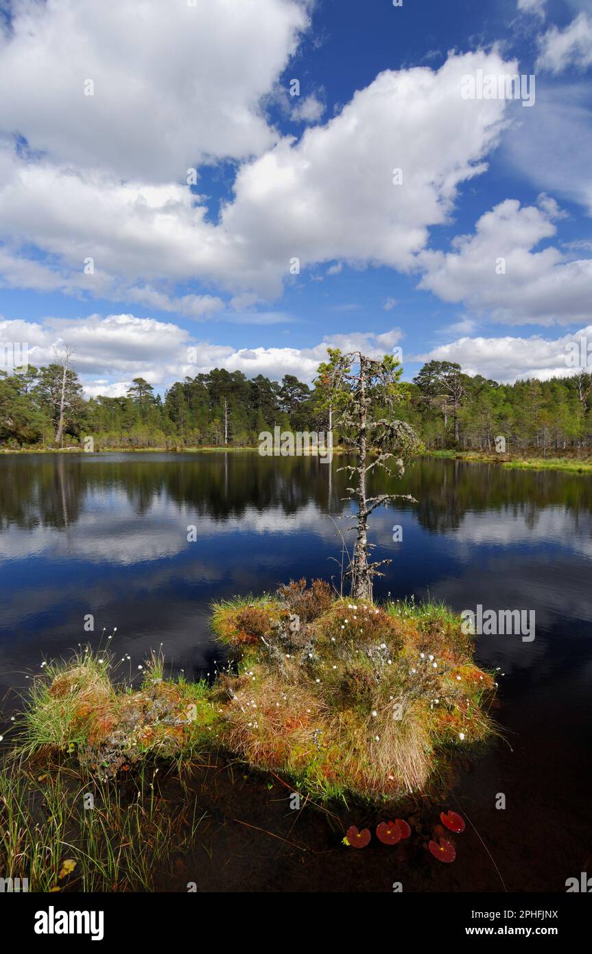 Glen Affric, Coire Loch, peatbog lochan, prime dragonfly habitat in ...
