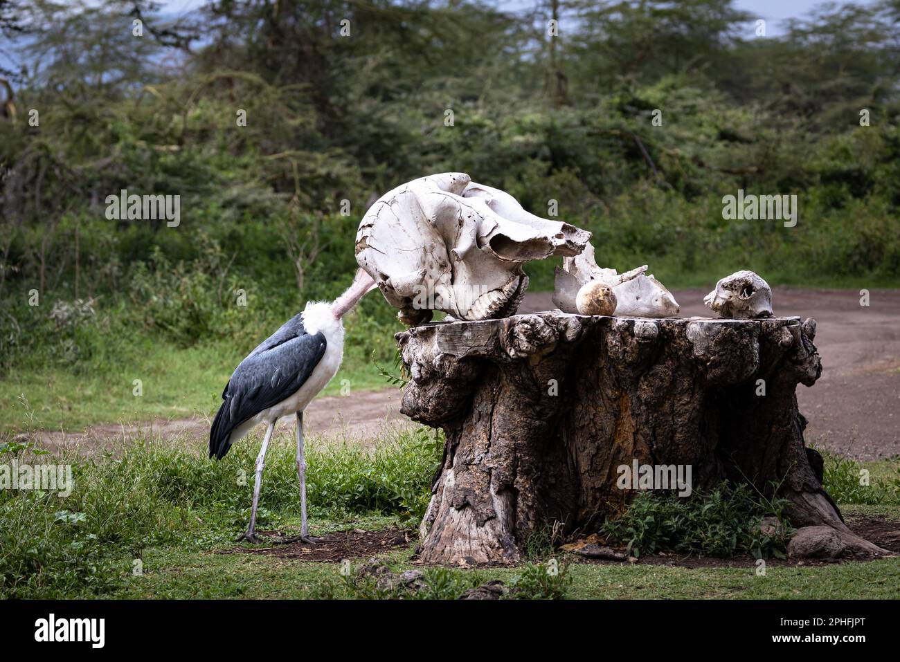 Wild large african Marabou Stork with head in an elephant skull in the ...