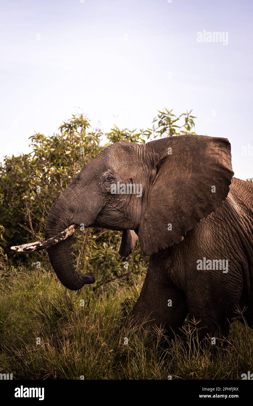 Wild big grey african elephant bull in the savannah in the Serengeti ...